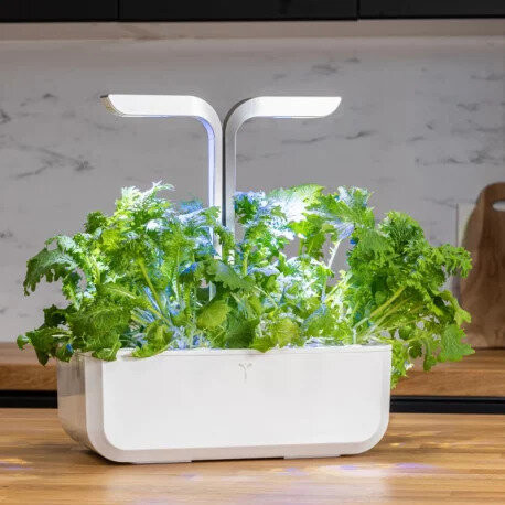 Véritable Lingot Wasabi-Senf - BIO | RobotWorld.at